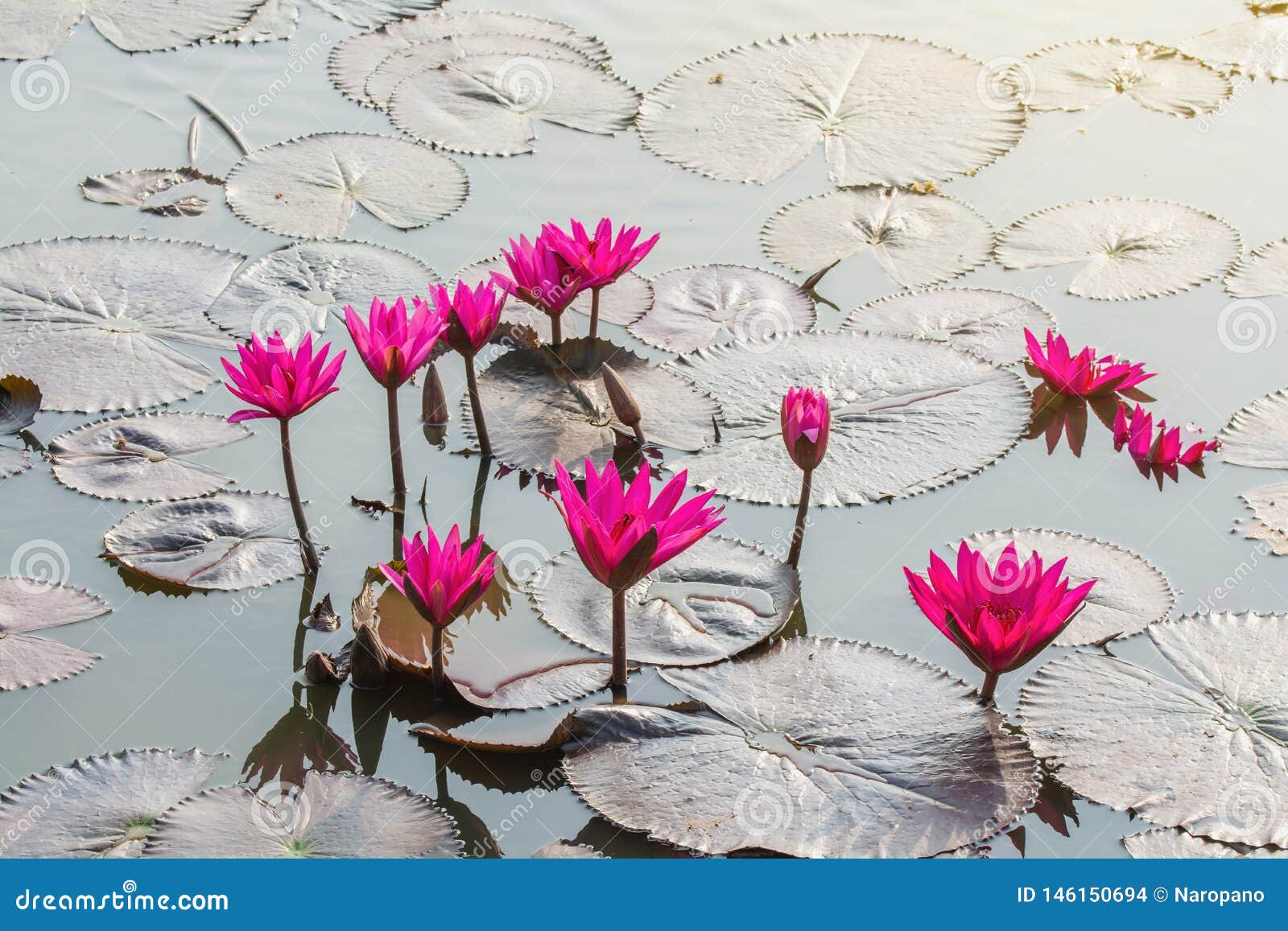 Pink Lotus Flower Spring in Morning Stock Photo - Image of aquatic ...