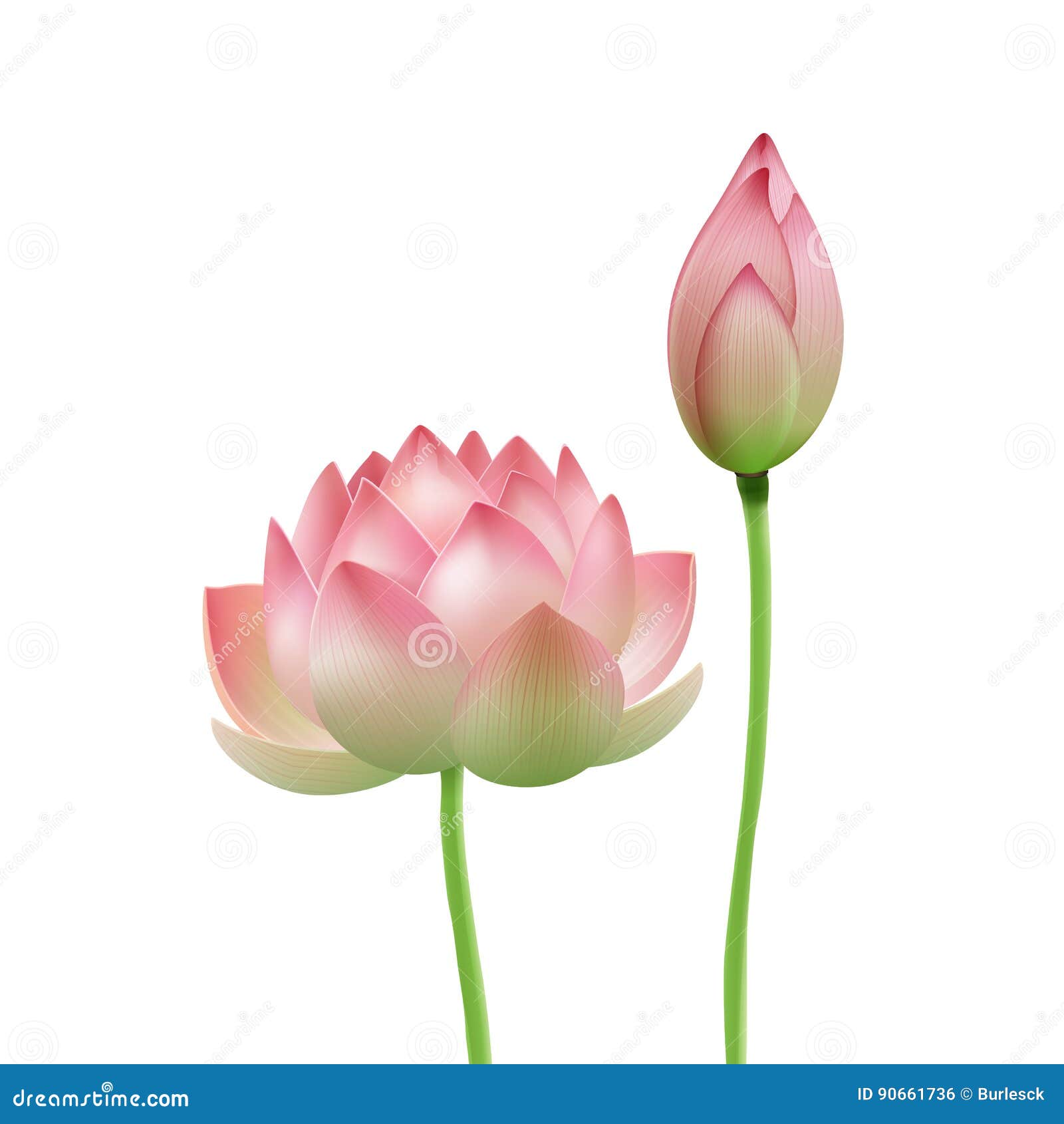 Pink Lotus On A White Background. Symbol. Linear Silhouette. Blooming ...