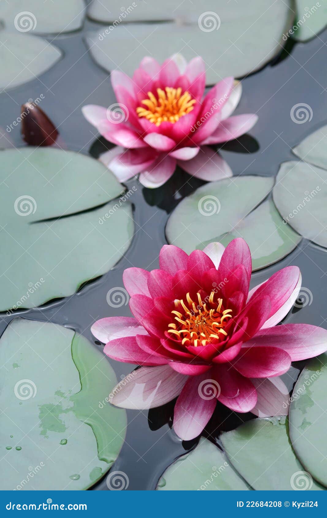 Two Lotus Flowers Stock Photography | CartoonDealer.com #32812556