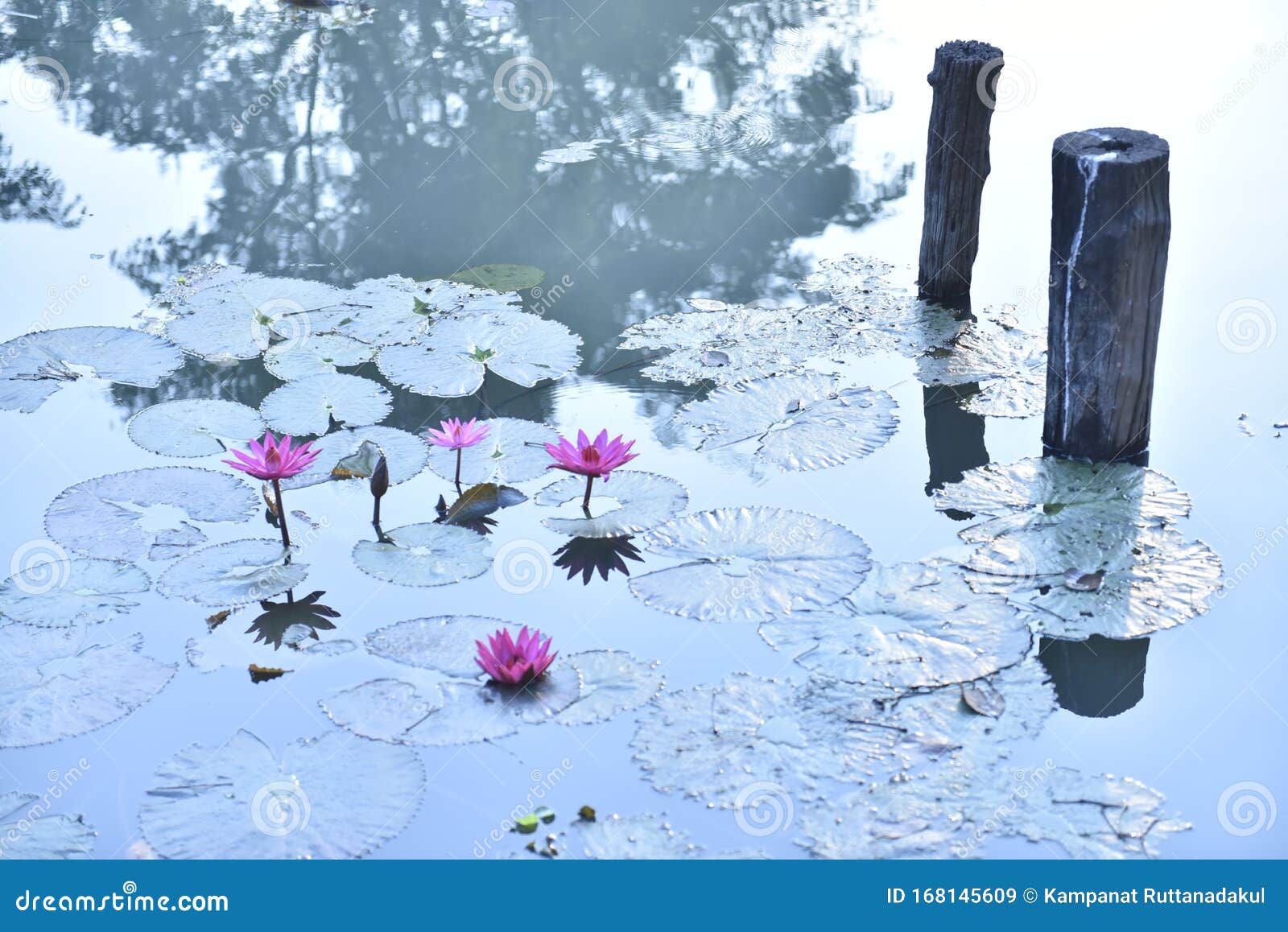 Pink Lotus Flowers in the Natural Pond Stock Image - Image of natural ...
