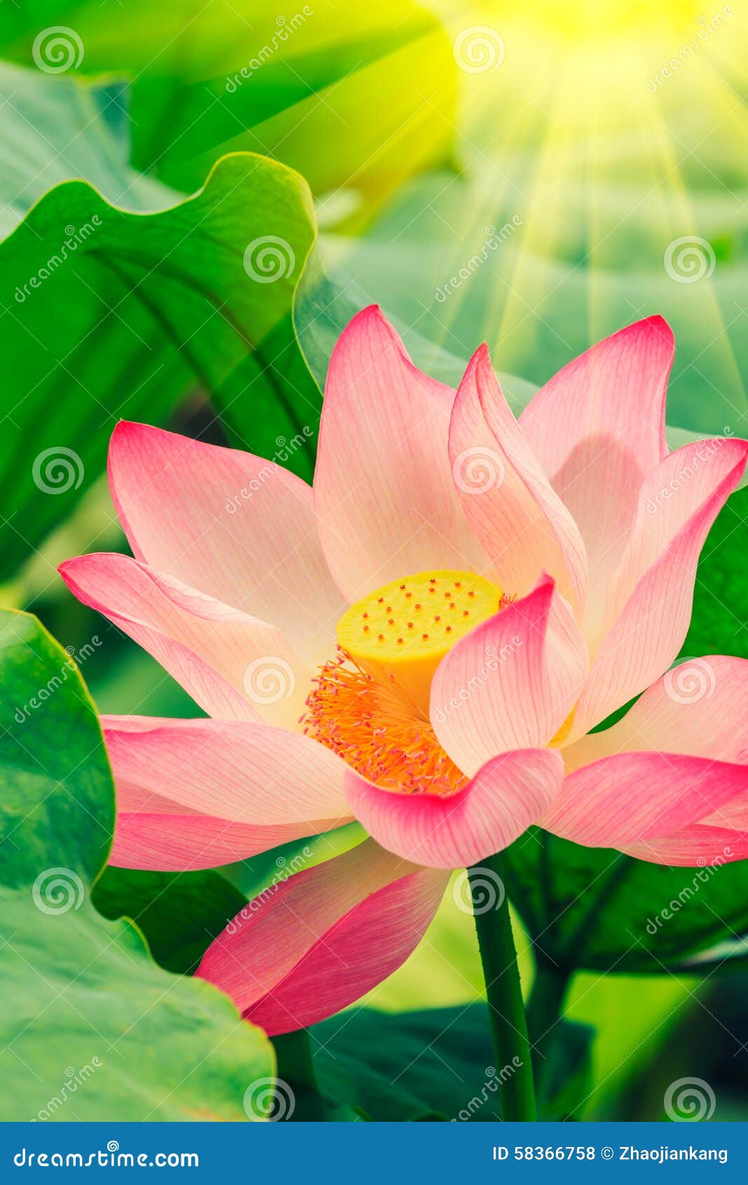 Pink lotus in full bloom stock photo. Image of background - 58366758