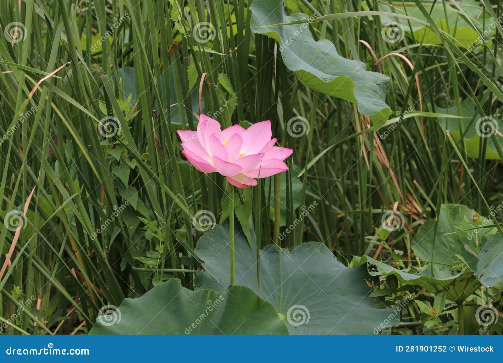 Pink Lotus Growing among Greenery Stock Photo - Image of greenery, pink ...