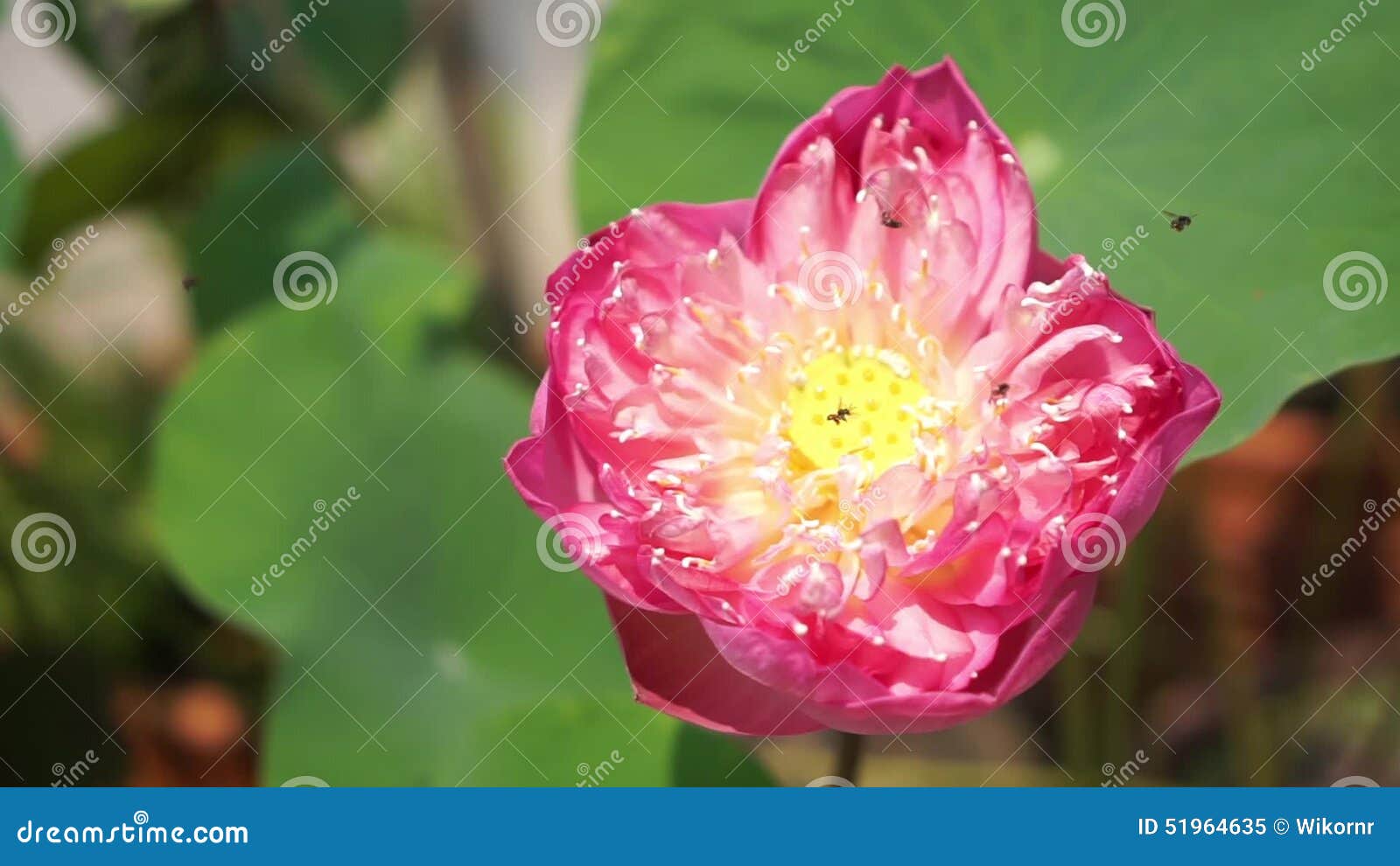 Pink Lotus stock video. Video of colorful, buddhist, lily - 51964635
