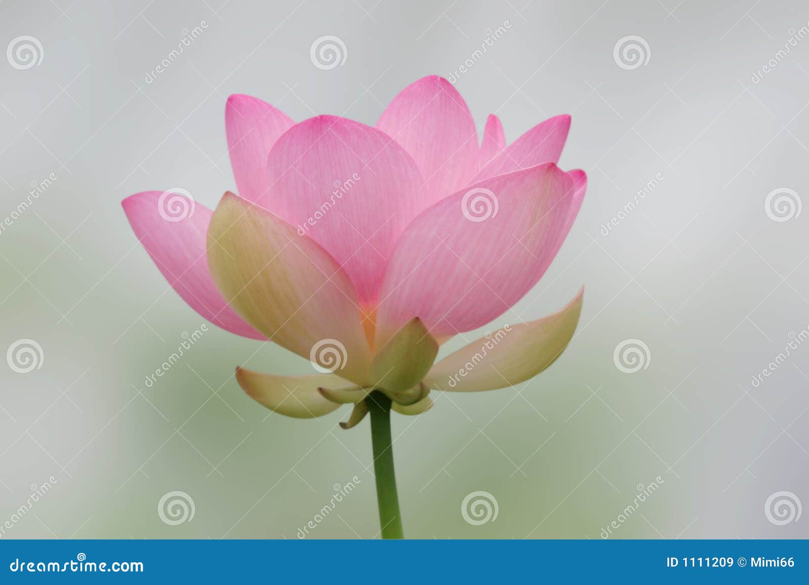 Pink lotus isolated stock image. Image of delicate, bloom - 1111209