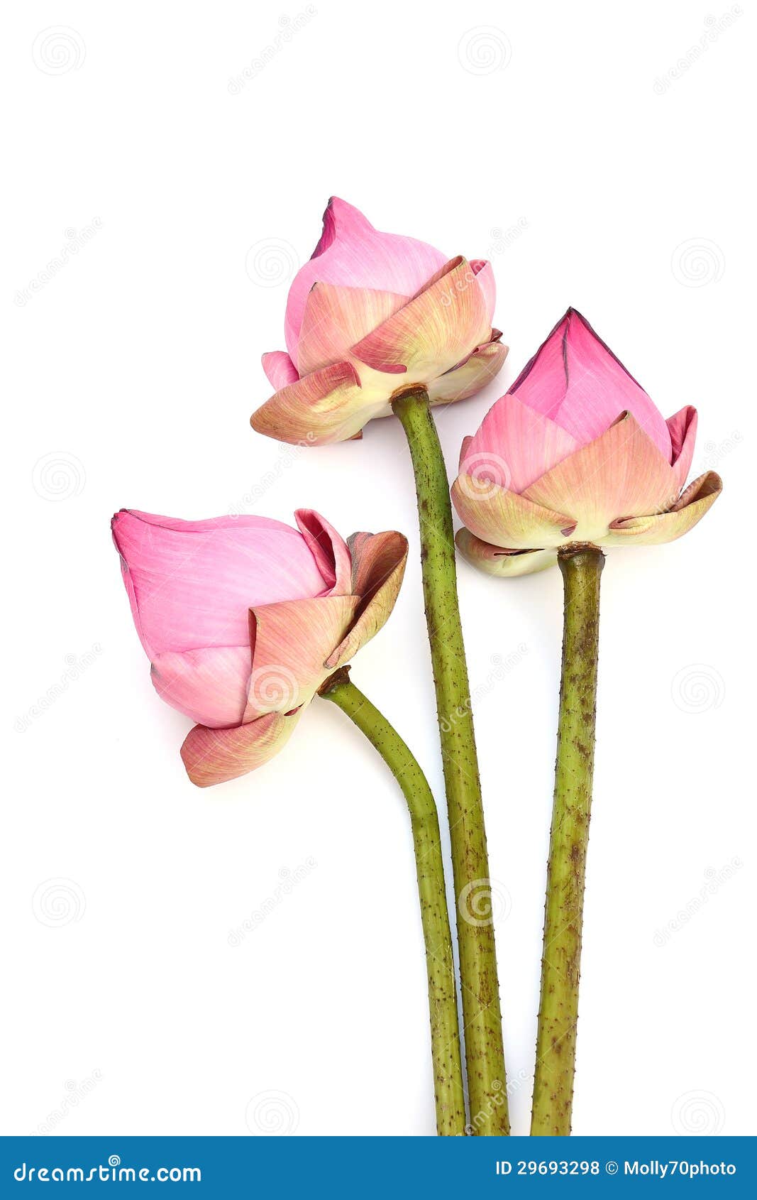 Pink Lotus Isolated on White Stock Photo - Image of white, decorate ...