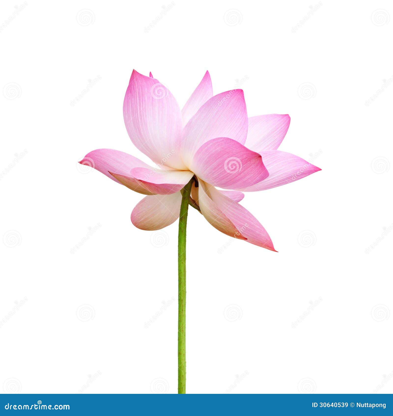 Pink Lotus stock image. Image of colorful, decorative - 30640539