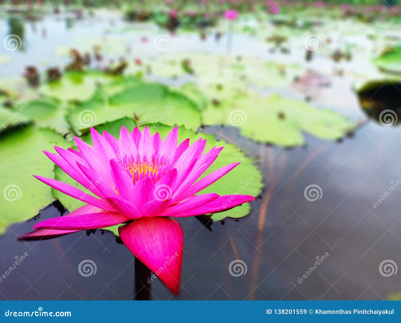 Pink lotus in lake stock image. Image of bright, white - 138201559