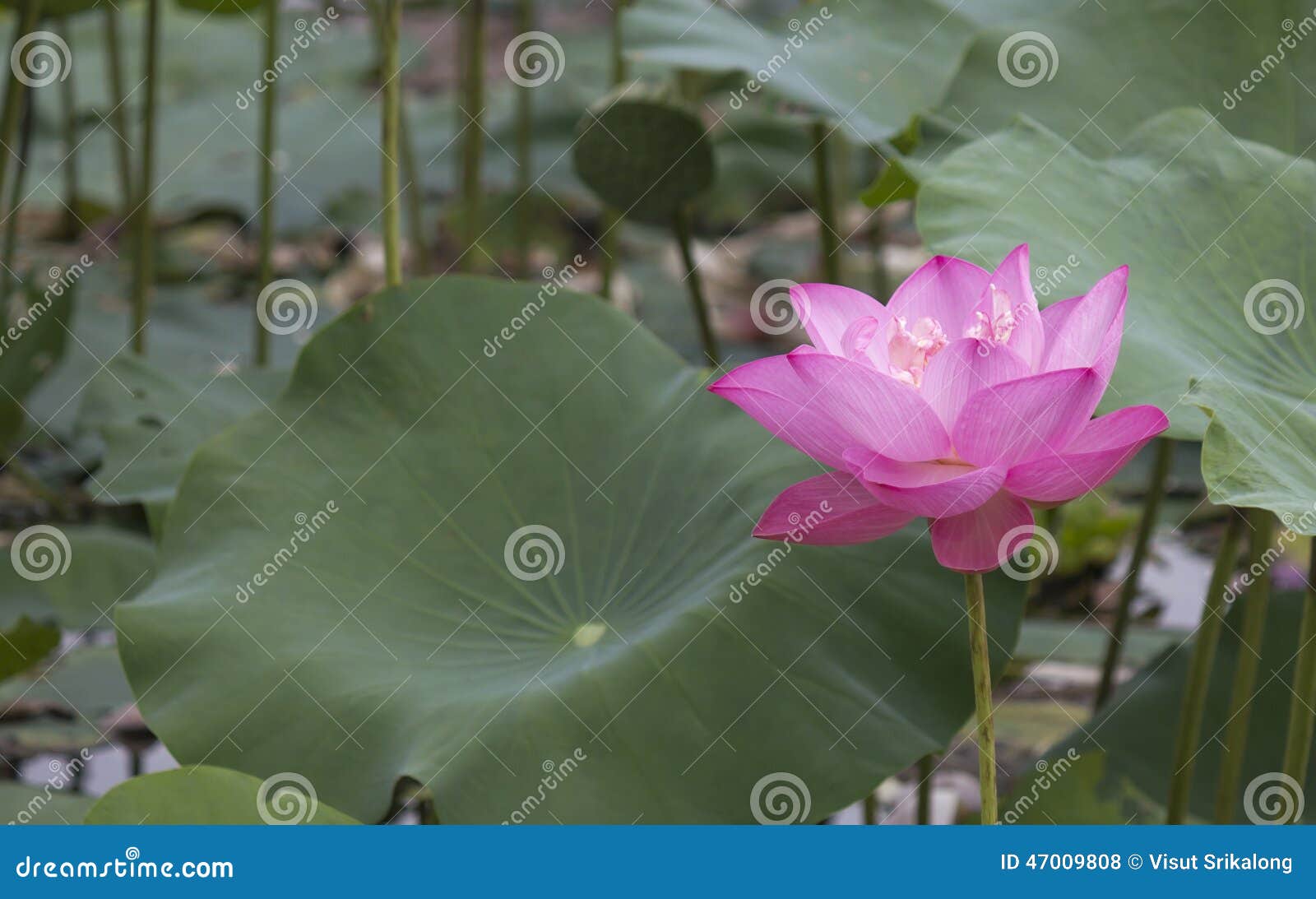 Pink Lotus stock photo. Image of pure, botanical, botany - 47009808