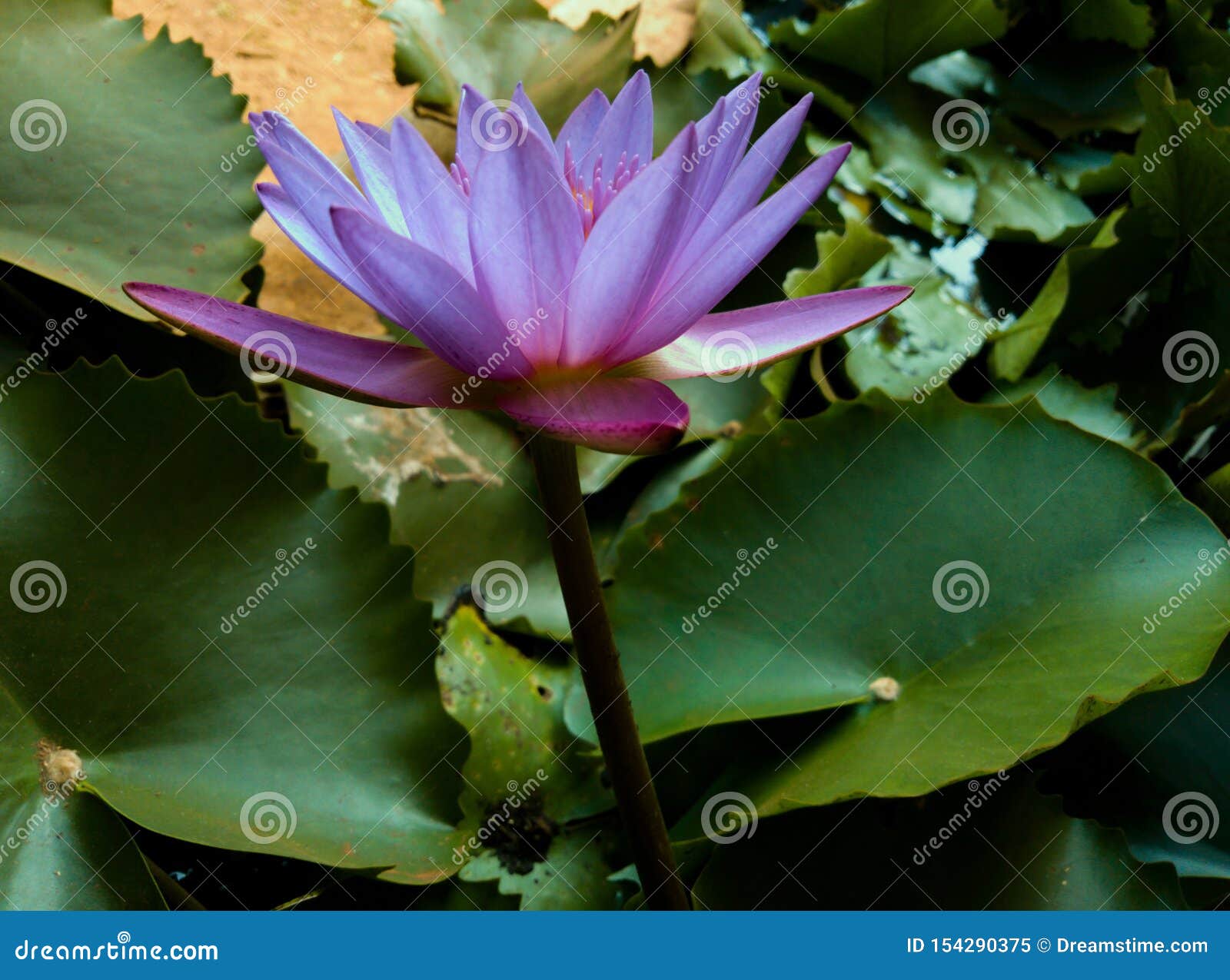 The Pink Lotus in the Mud with Leaves Stock Image - Image of portrait ...