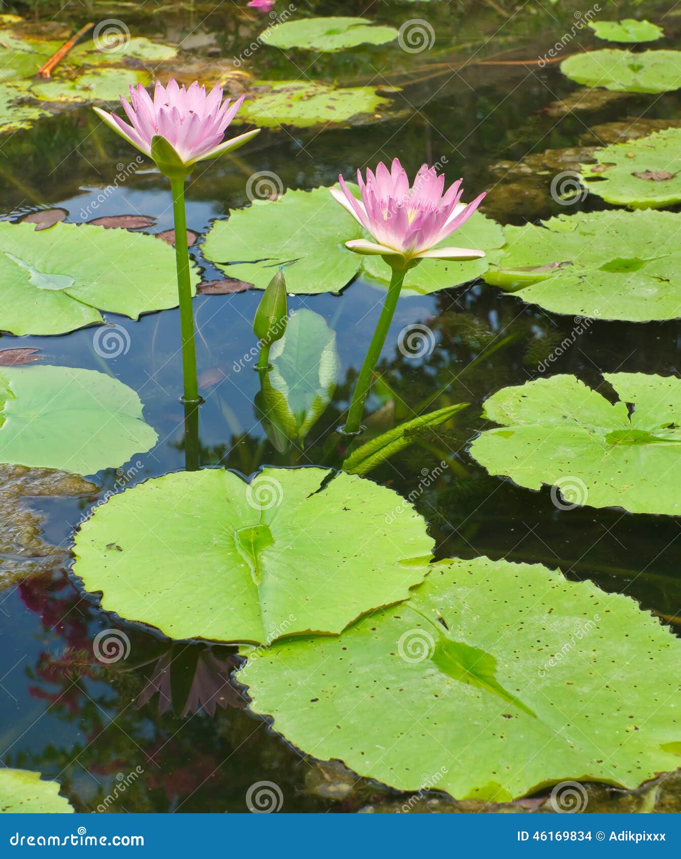 Pink Lotus.( Nymphaea Lotus Linn ) Stock Photo - Image of bloom ...