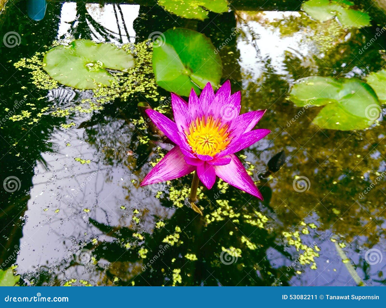 Pink Lotus in Pool and Beautiful Reflex. Stock Image - Image of spring ...