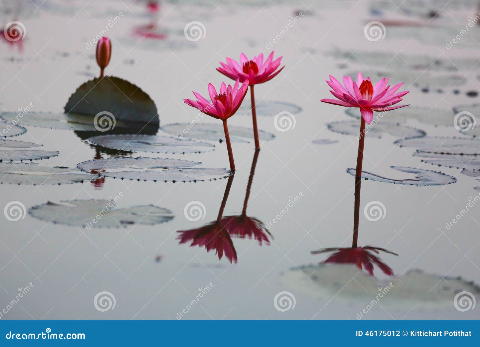 Pink lotus in pool stock photo. Image of pink, flowers - 46175012