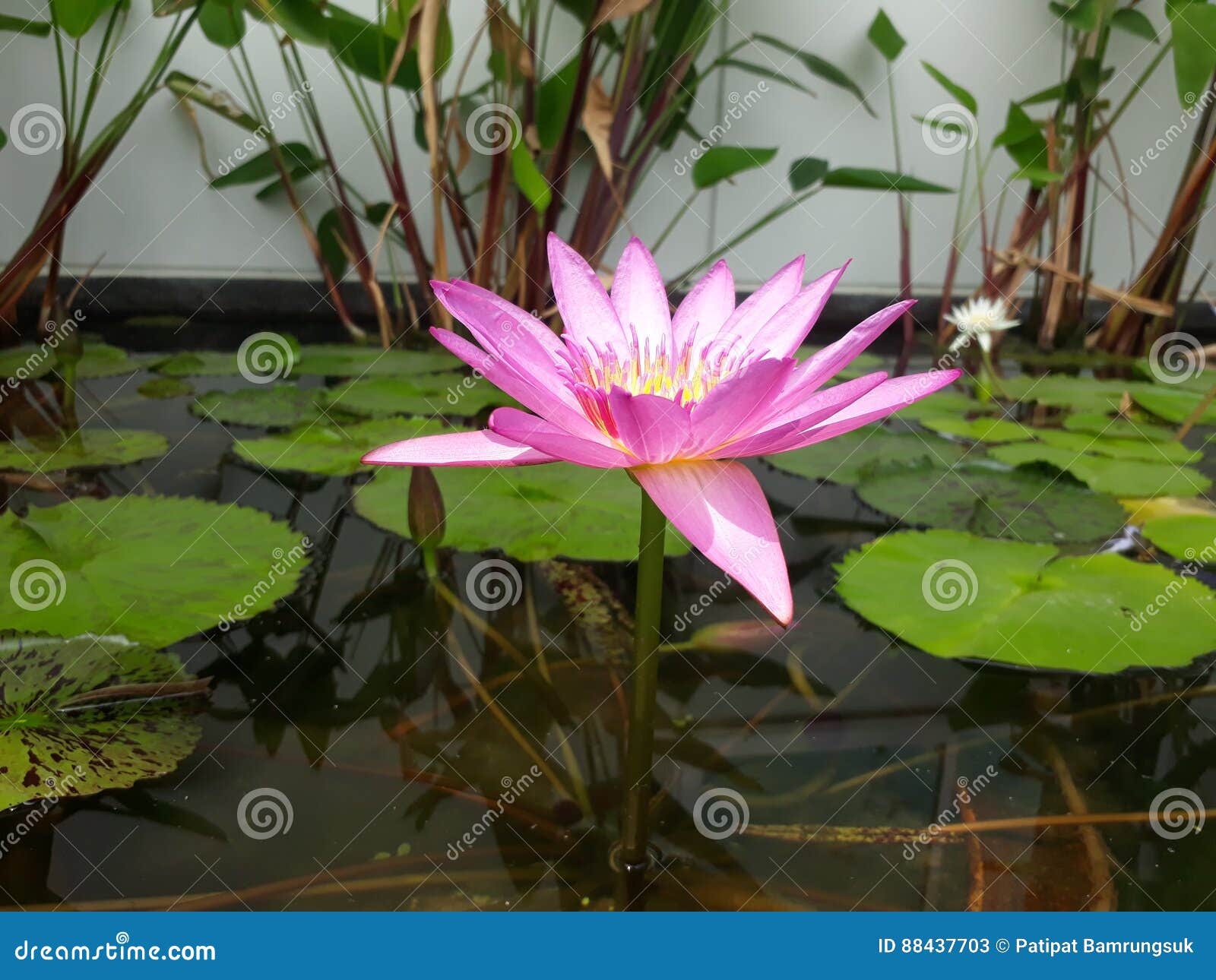 Pink lotus in pool. stock image. Image of green, grow - 88437703