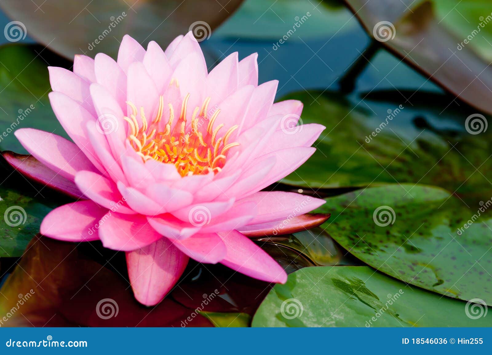 PInk Lotus on the River stock photo. Image of bloom, plant - 18546036