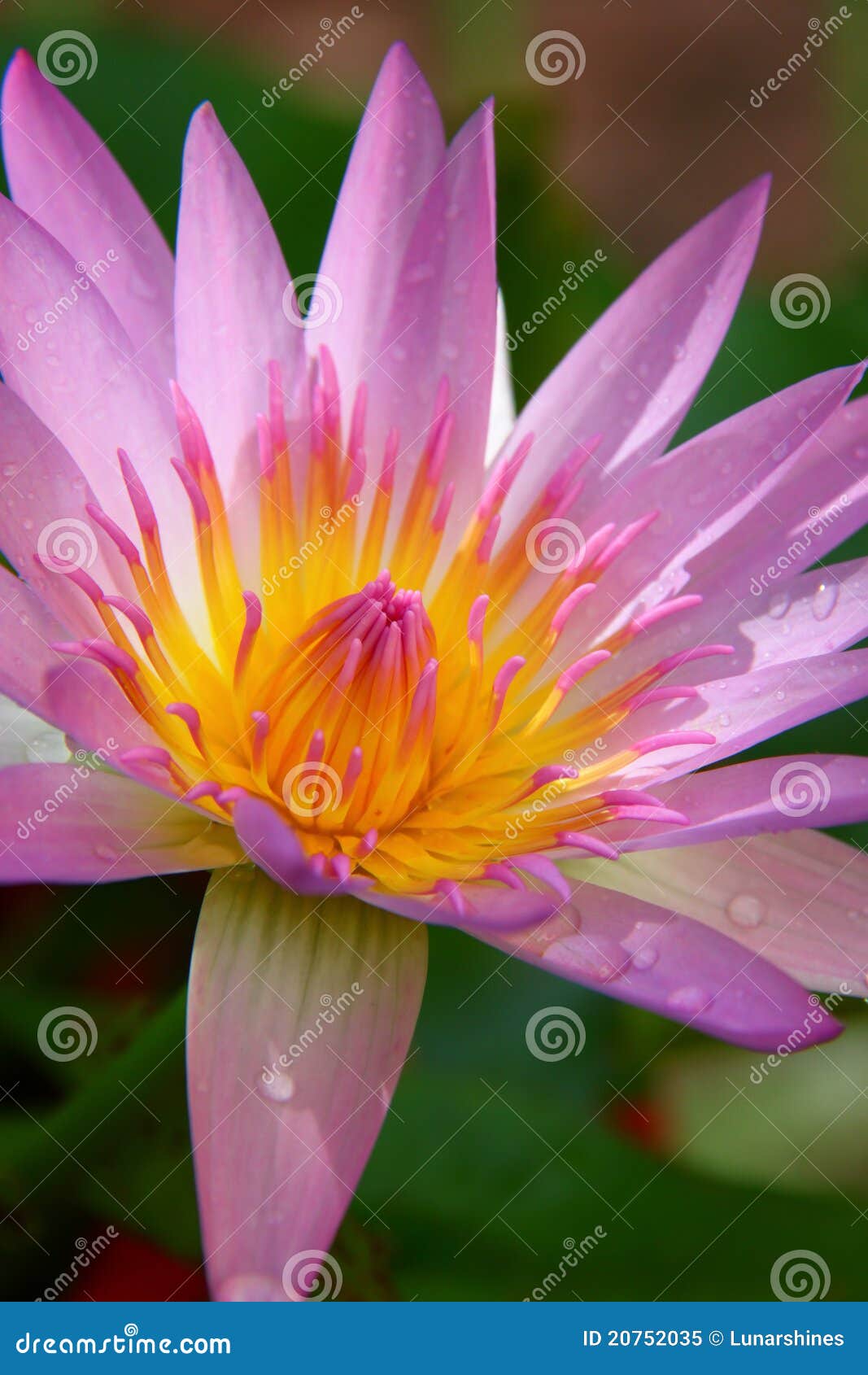 PInk Lotus on the River stock image. Image of floral - 20752035