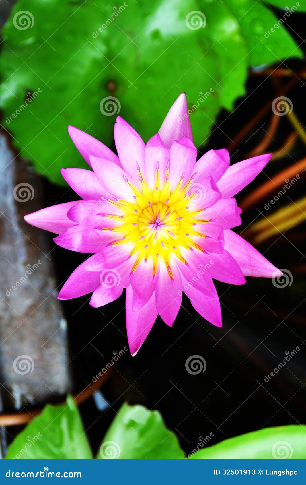 Pink lotus stock image. Image of plant, closeup, lotus - 32501913