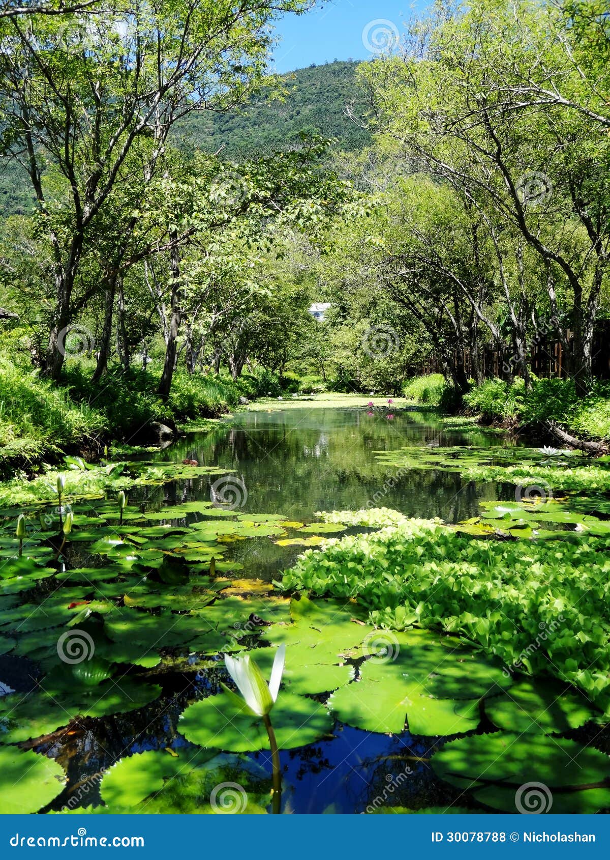 PInk Lotus on the River stock photo. Image of petals - 30078788