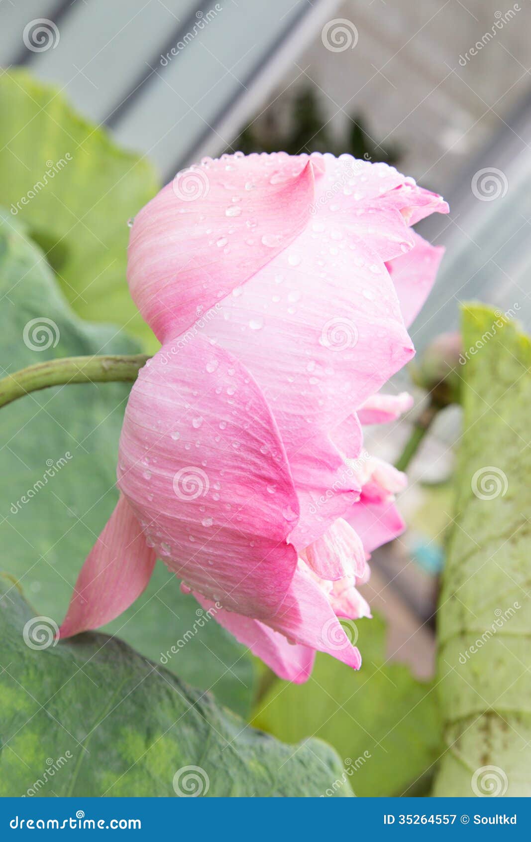 Pink lotus s side view stock image. Image of buddhism - 35264557