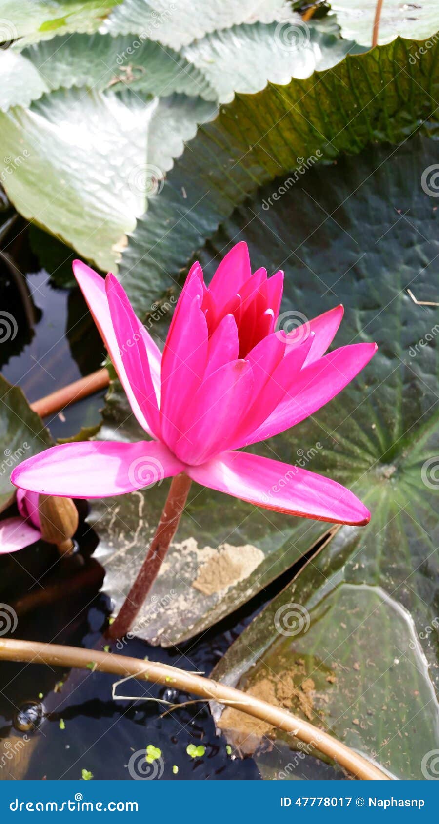 Pink lotus from side view stock image. Image of nature - 47778017