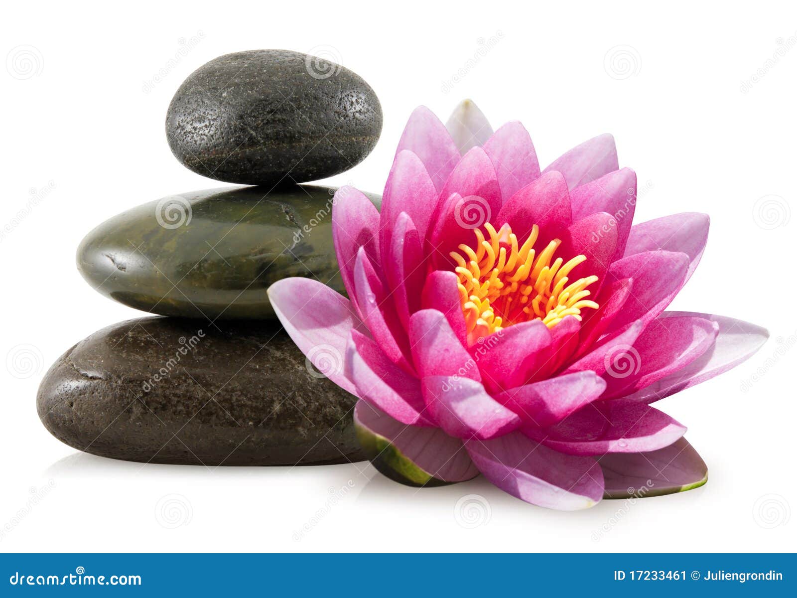Pink Lotus and Spa Stones stock image. Image of floral - 17233461