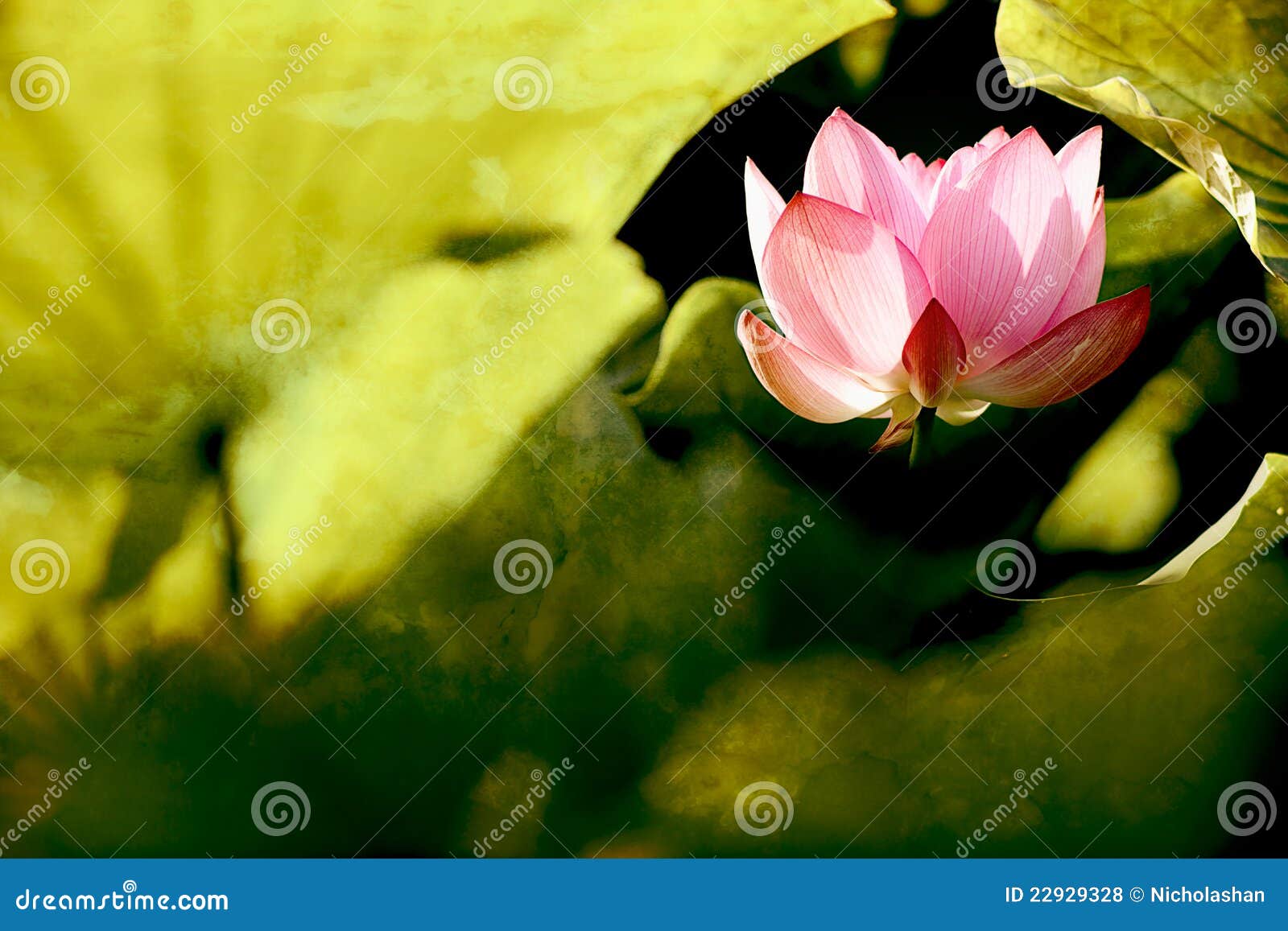 Pink lotus for texture use stock photo. Image of bloom - 22929328
