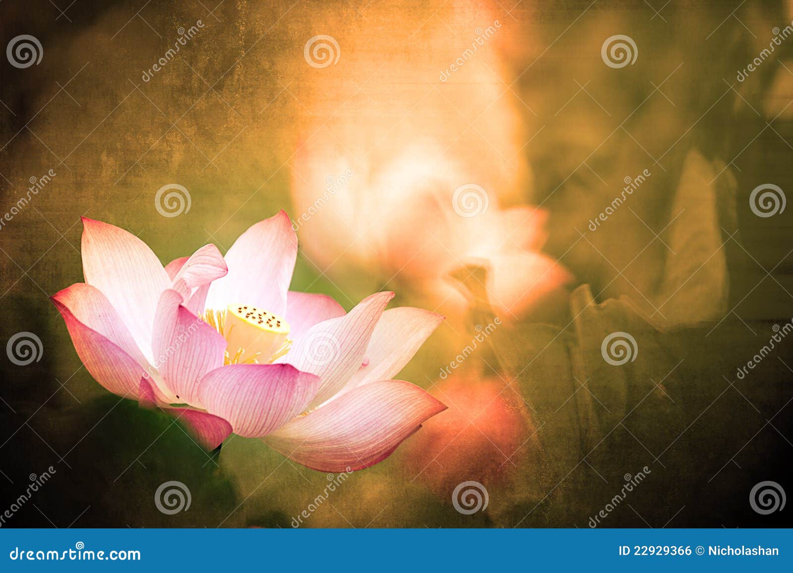 Pink lotus for texture use stock photo. Image of beautiful - 22929366
