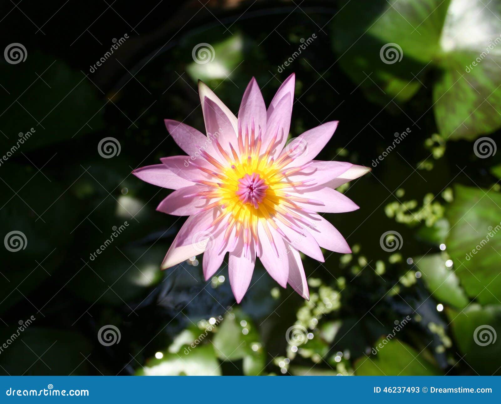 Pink lotus from top view stock image. Image of flower - 46237493