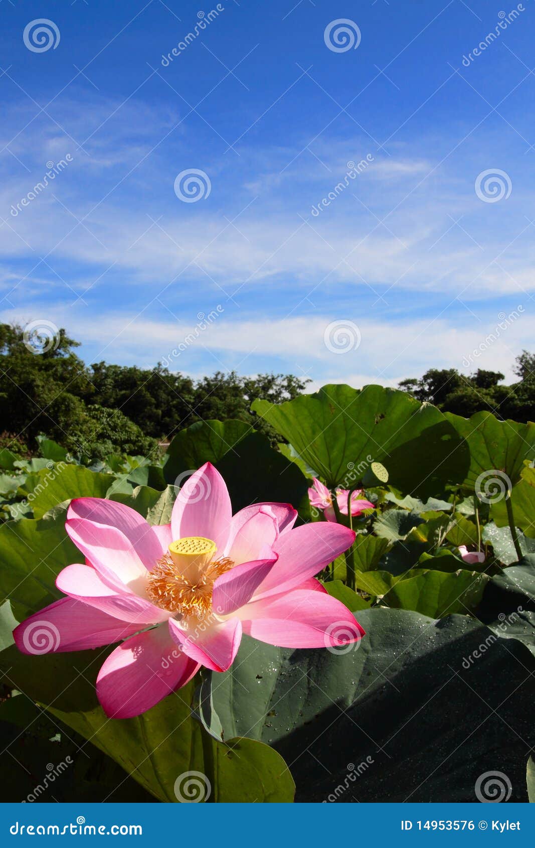 A Pink Lotus Under Blue Sky Stock Photo - Image of attractive ...