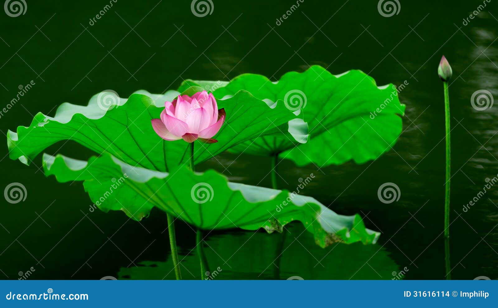 Pink lotus in the water stock photo. Image of horizontal - 31616114