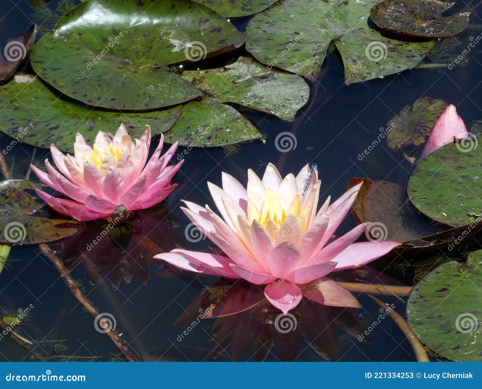 Pink Lotuses stock image. Image of nature, flower, water - 221334253