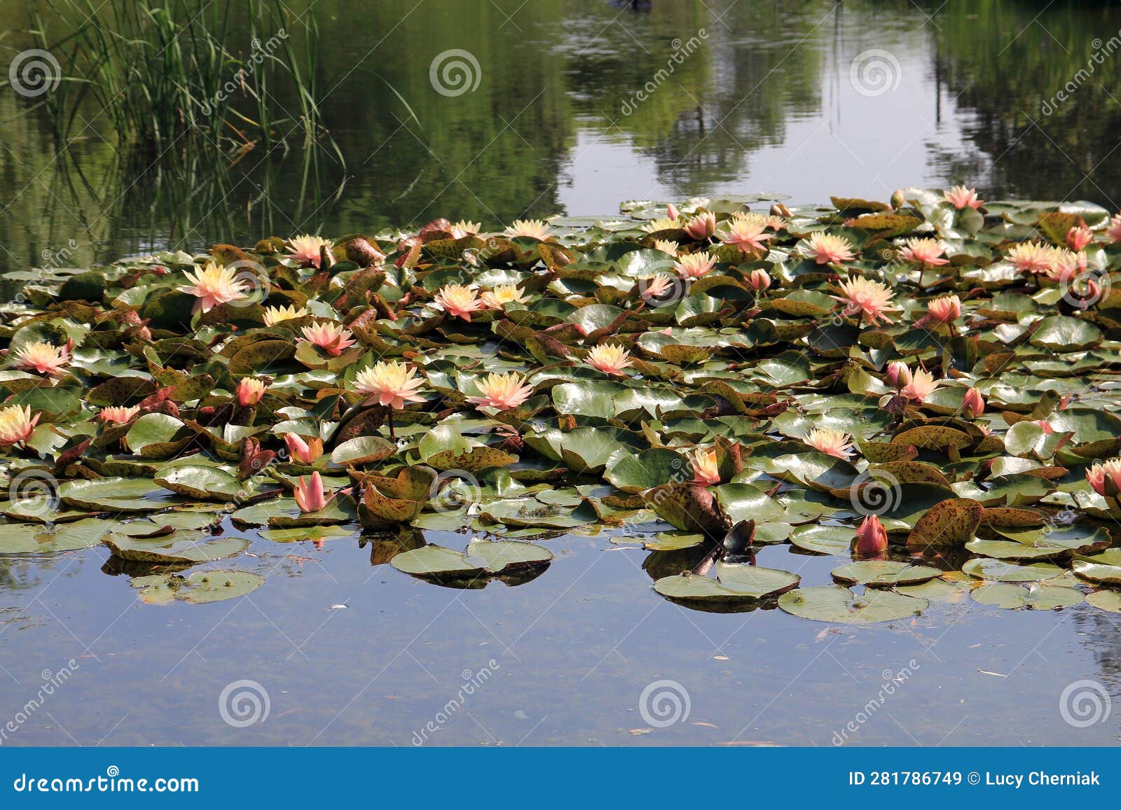 Pink Lotuses stock image. Image of green, lily, nature - 281786749