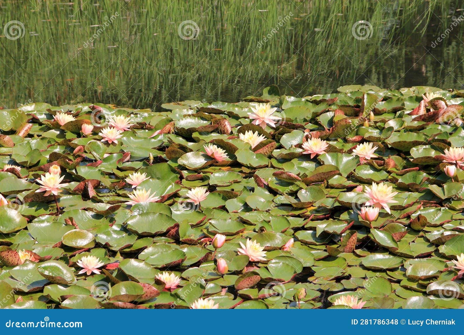 Pink Lotuses stock photo. Image of river, plant, pink - 281786348