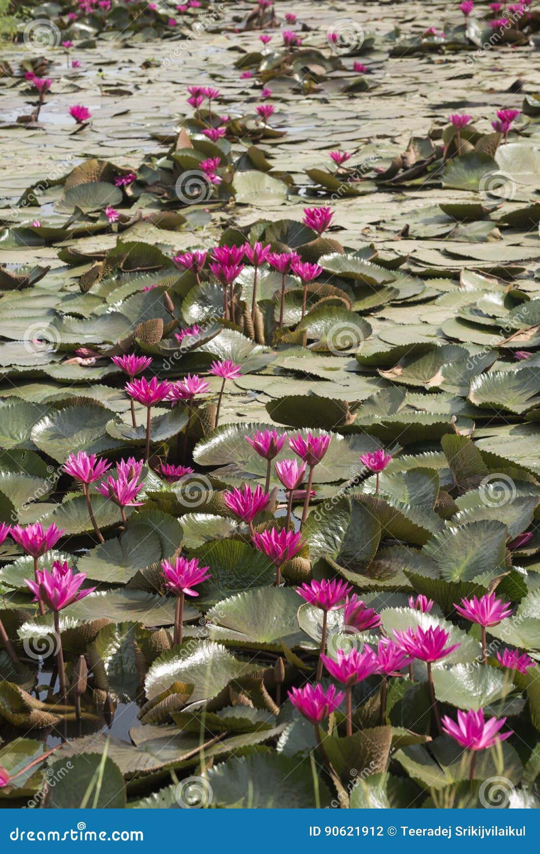 Pink lotuses stock photo. Image of pond, flora, color - 90621912