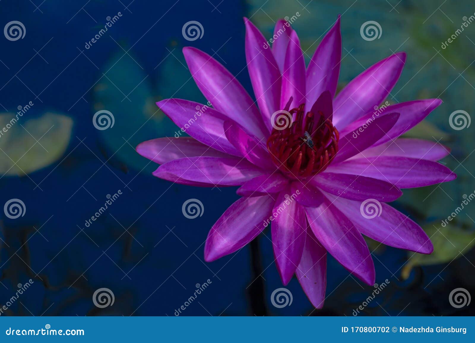 Pink lotuses in a pond stock photo. Image of flora, lily - 170800702