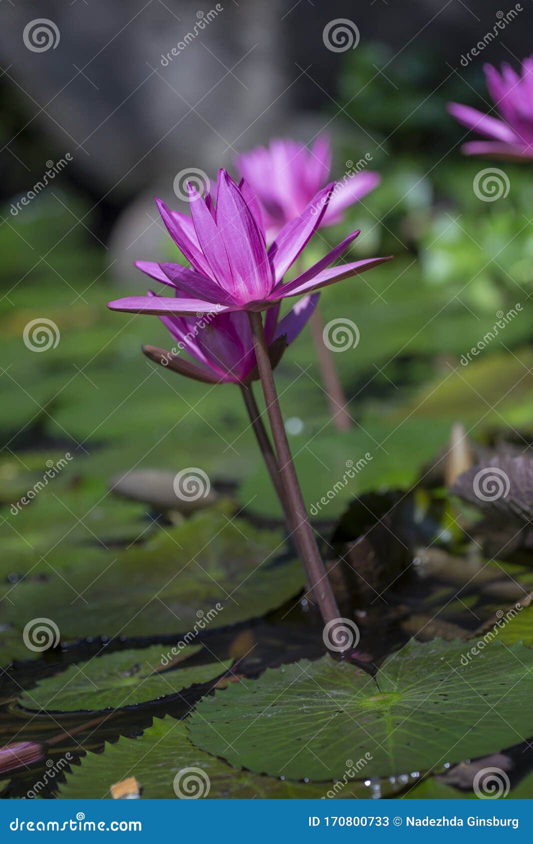 Pink lotuses in a pond stock image. Image of park, botany - 170800733