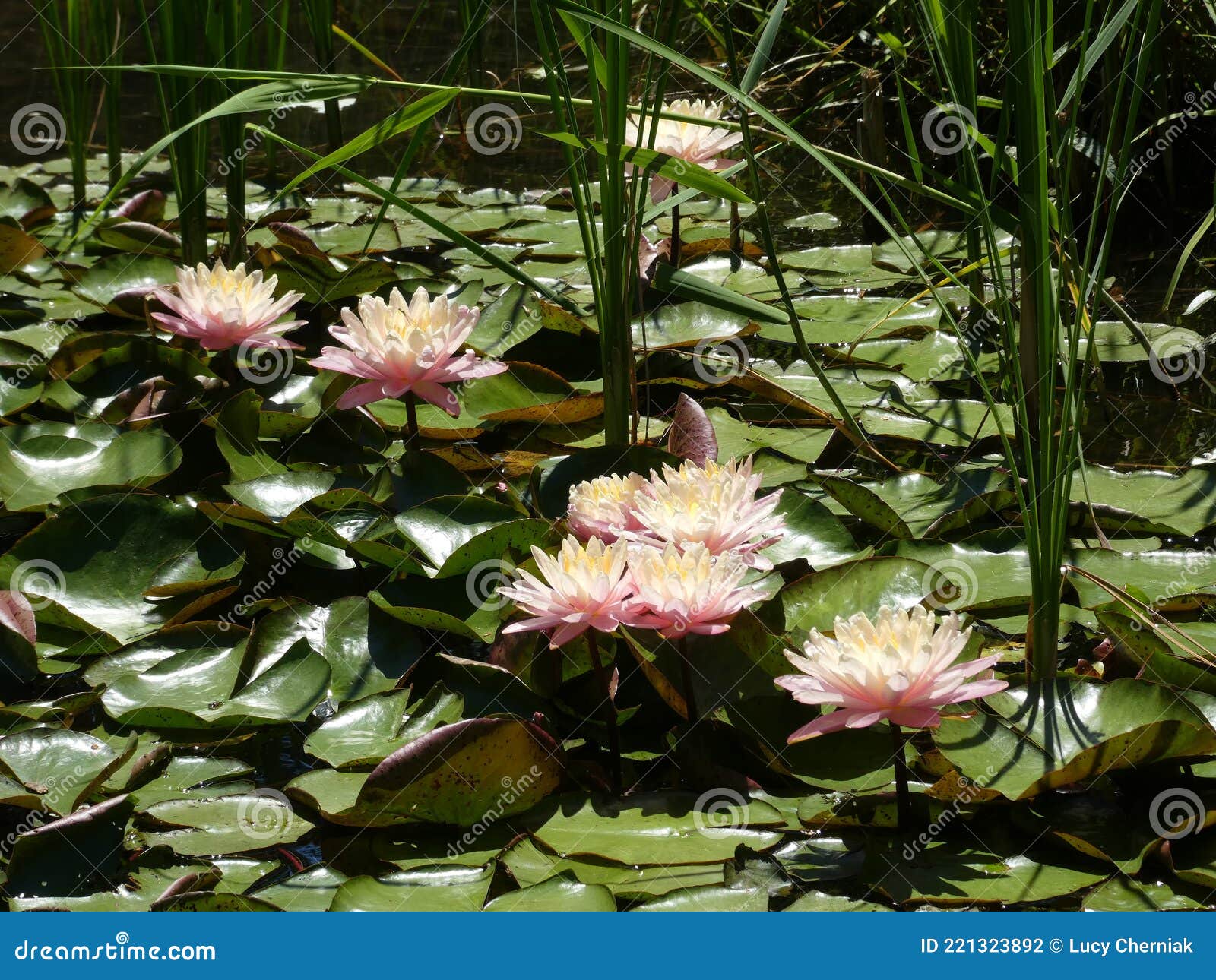 Pink Lotuses stock photo. Image of flora, nature, plant - 221323892