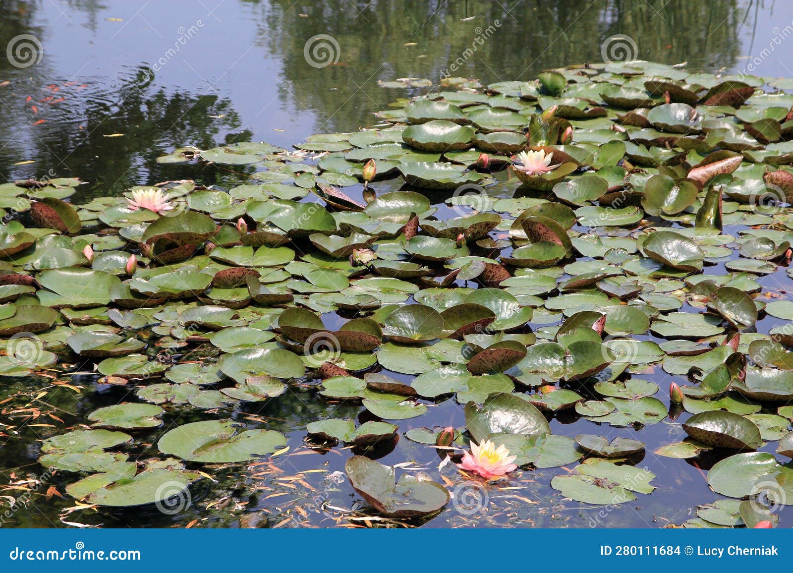 Lotuses on Water Surface stock photo. Image of green - 280111684