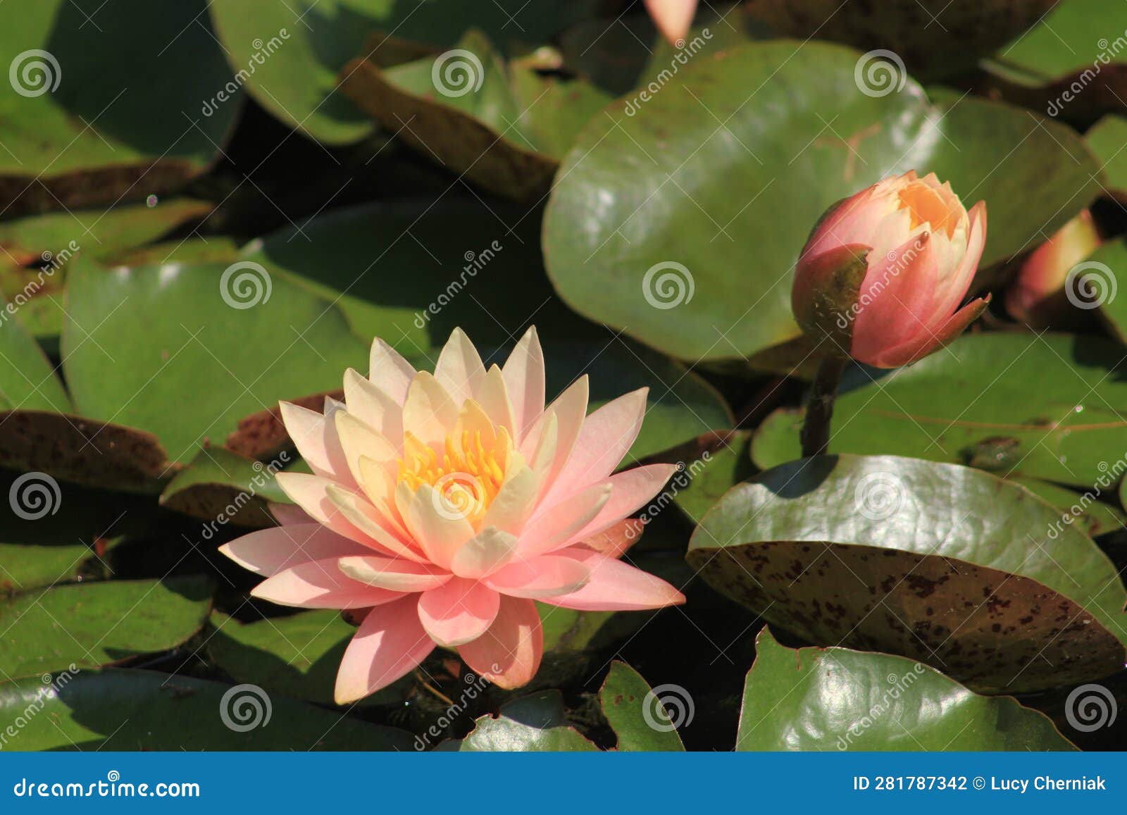Pink Lotuses stock photo. Image of bloom, lotuses, water - 281787342