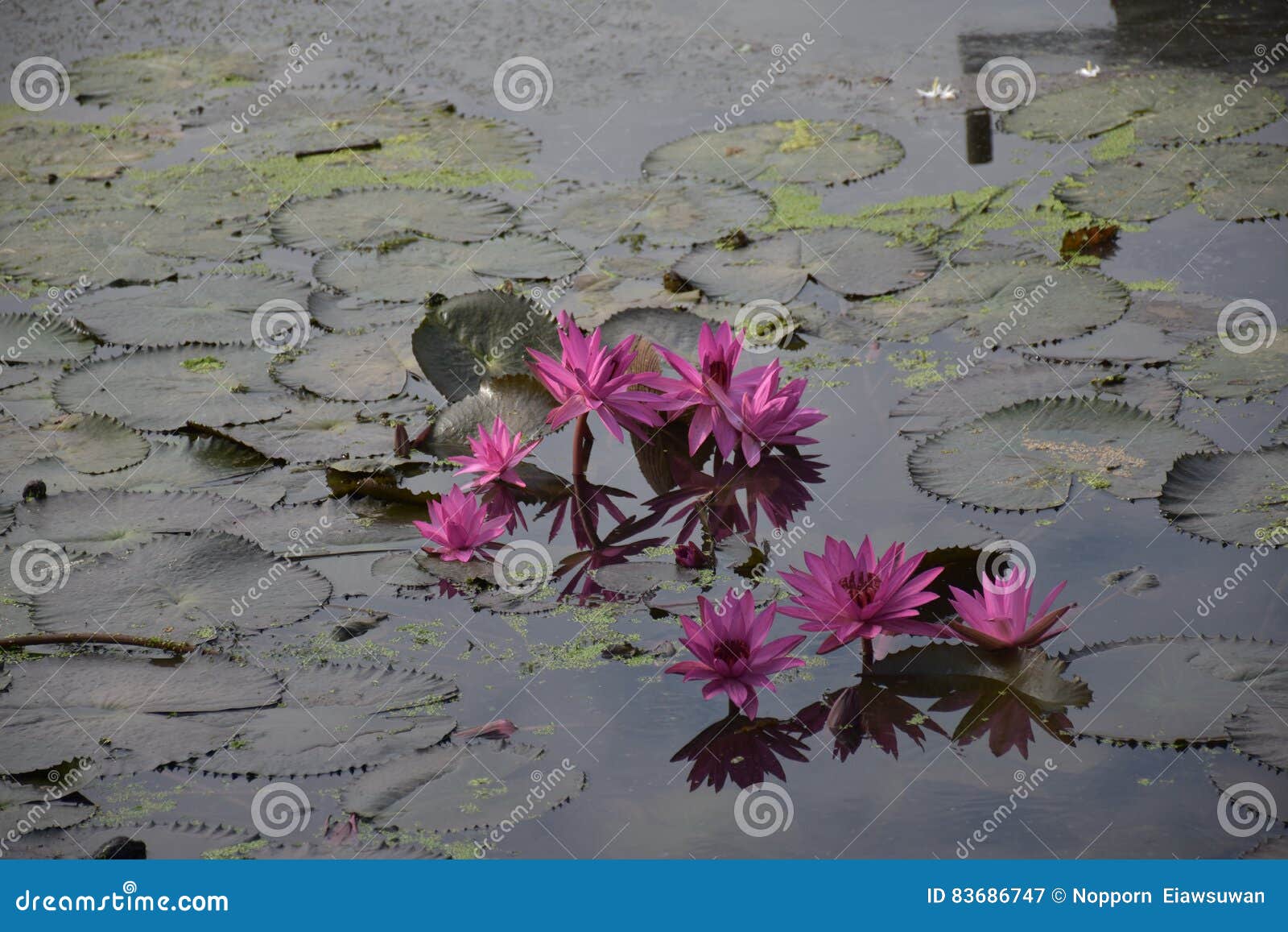 Pink lotuses stock image. Image of place, pink, trees - 83686747