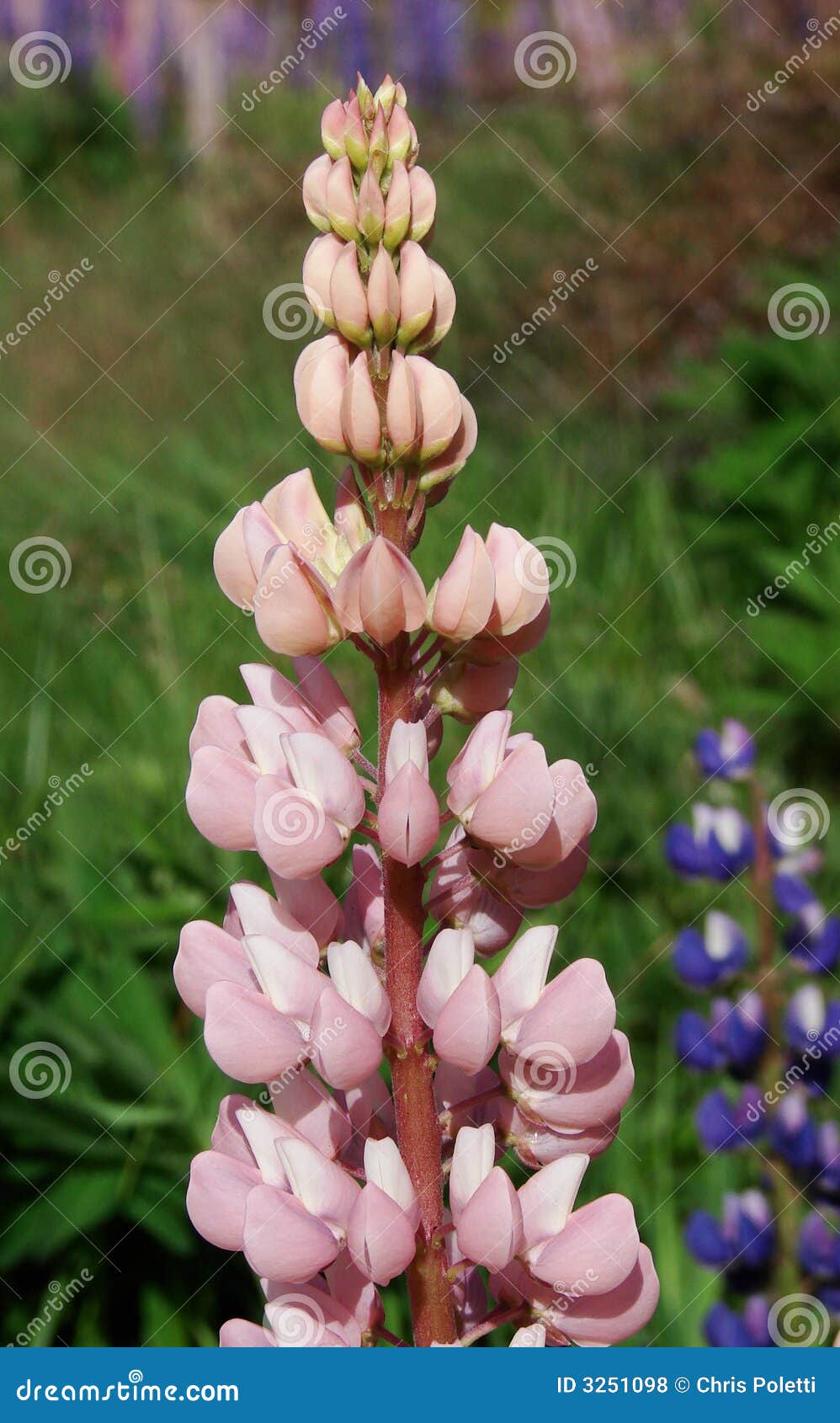 Pink lupin flower stock photo. Image of seasonal, flora - 3251098