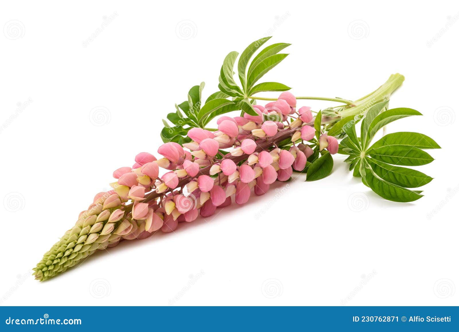 Pink lupin flower stock image. Image of background, nature - 230762871