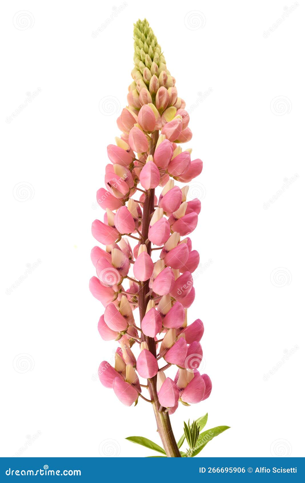 Pink lupin flower stock photo. Image of beautiful, lupininae - 266695906