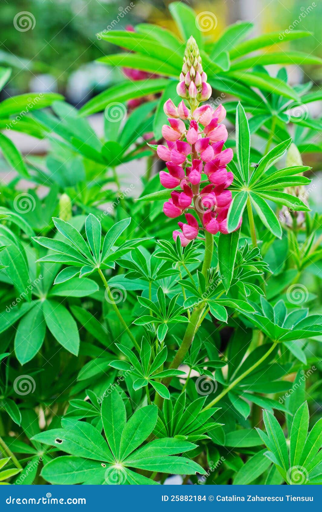 Pink Lupine Flower (Lupinus Polyphyllus) Stock Photo - Image of lupine ...
