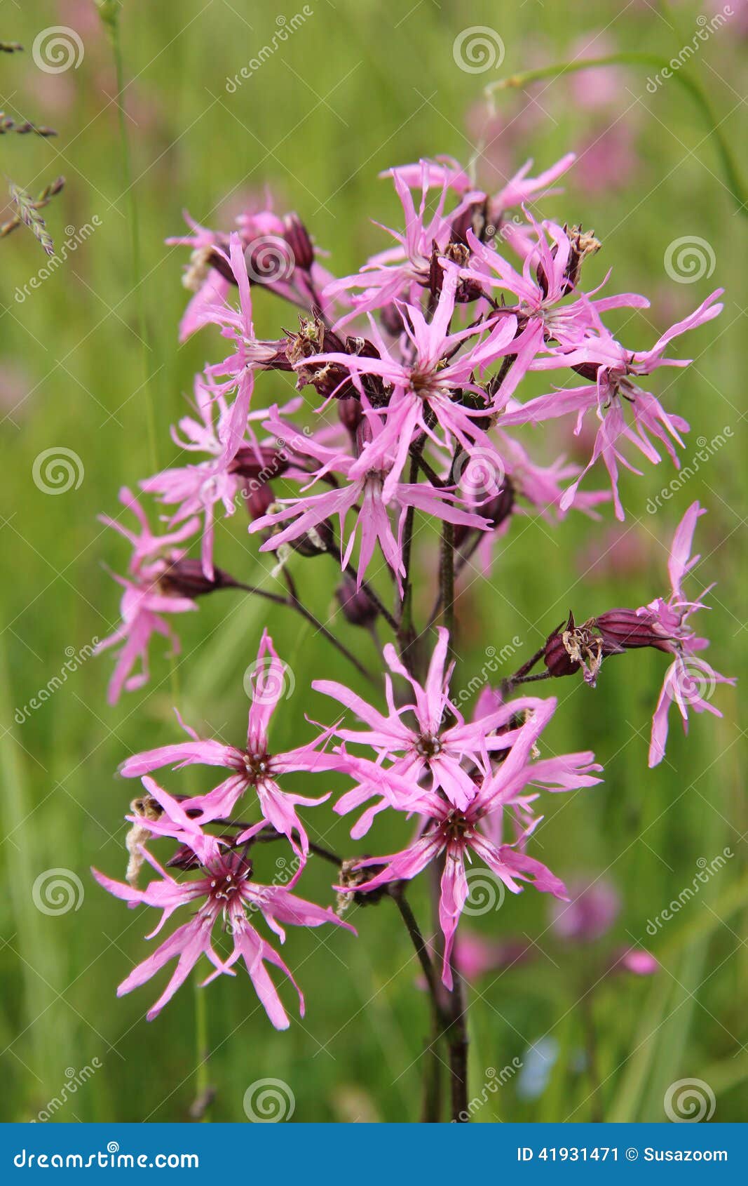Pink Lychnis Flos-cuculi, Wildflower Stock Image - Image of flora ...