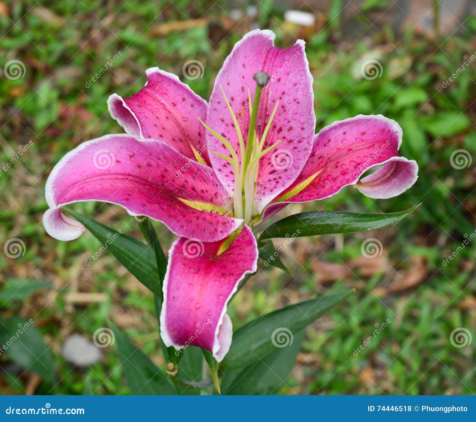 Pink Lys Flower Blooming at the Garden Stock Photo - Image of view ...