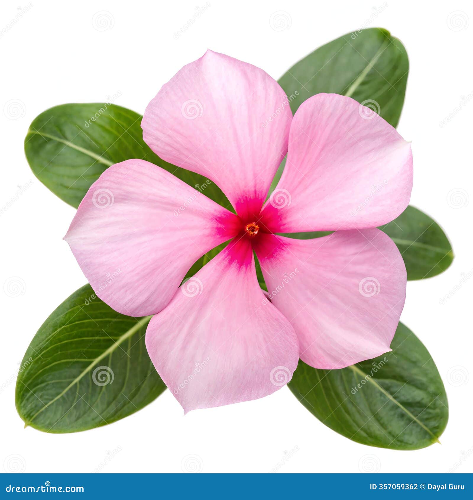 Pink Madagascar Periwinkle Flower With Leaf On Transparent Background ...