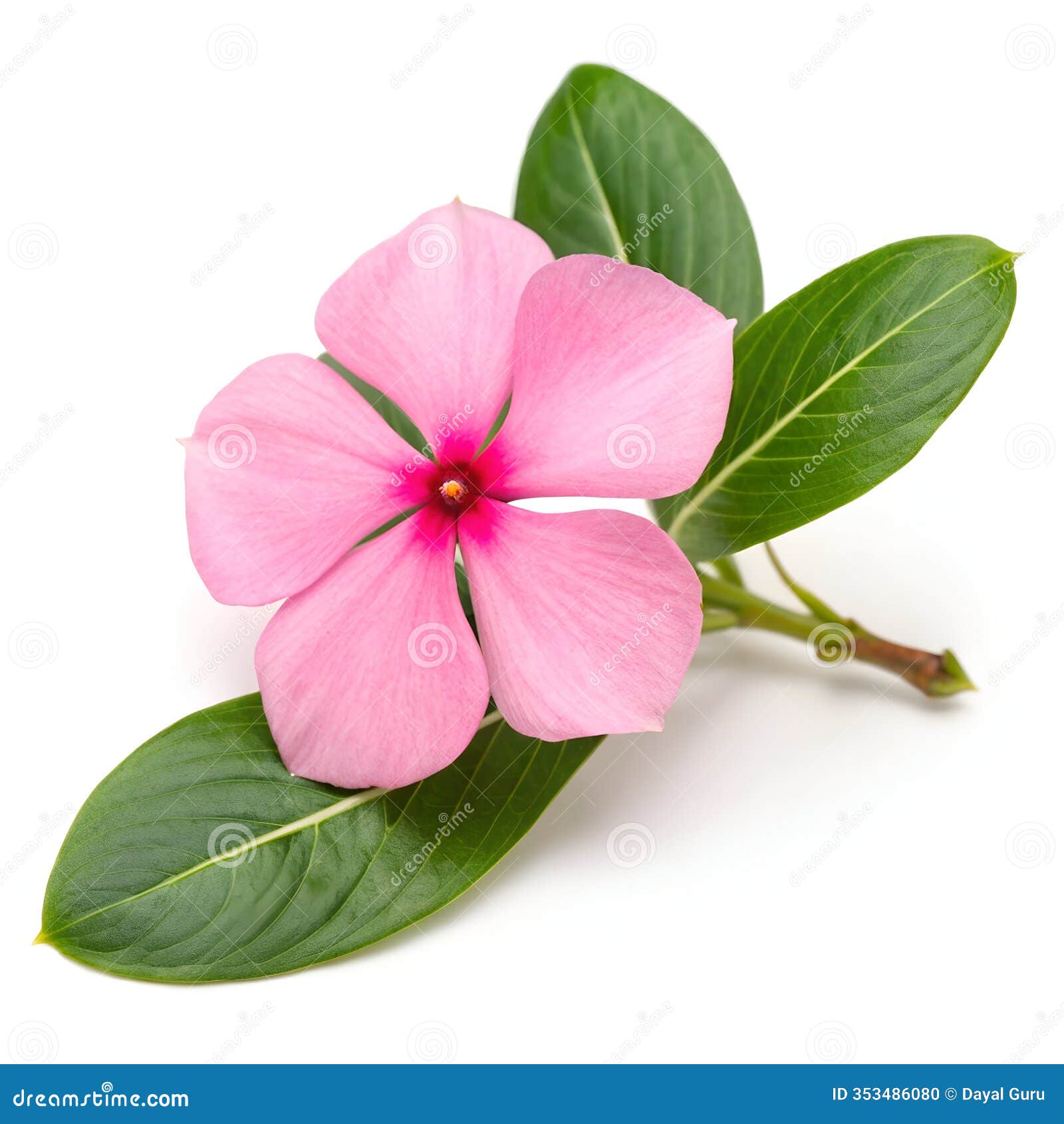 Pink Madagascar Periwinkle Flower Branch On Transparent Background ...