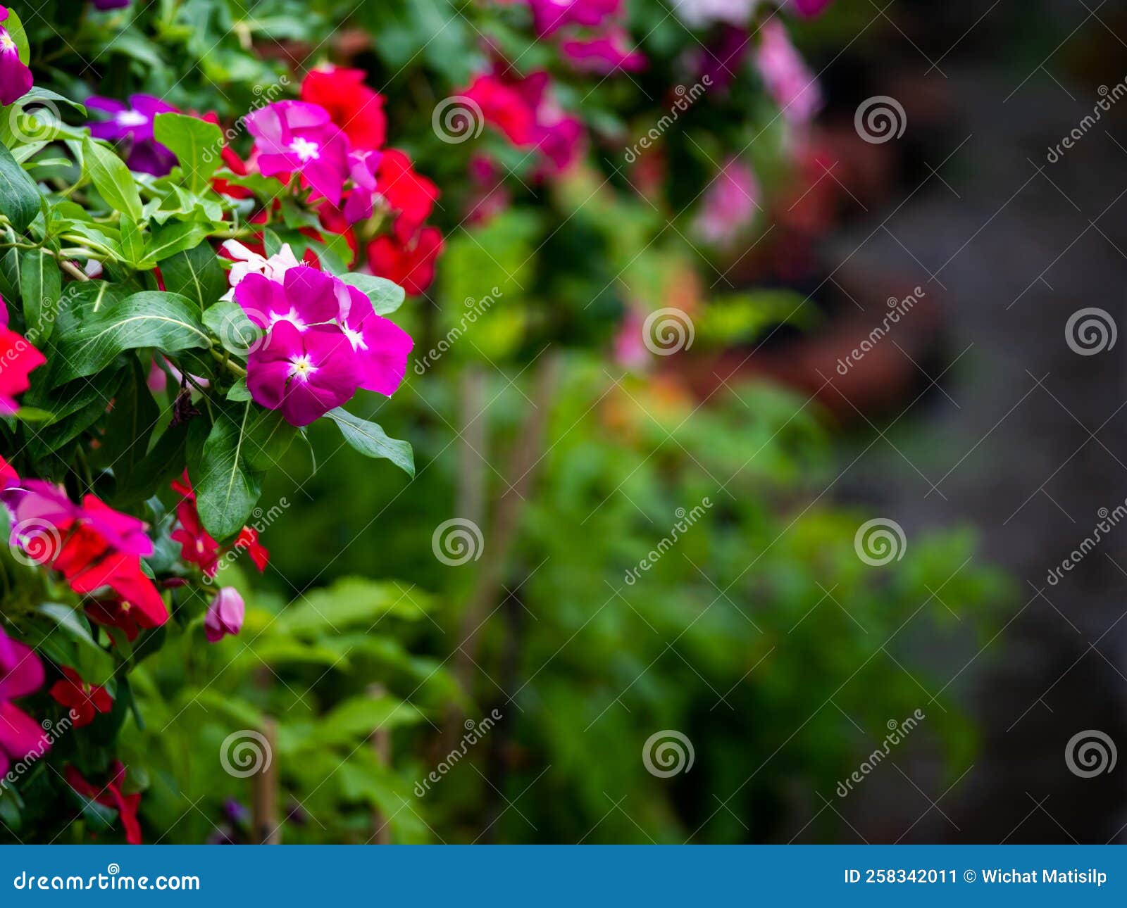 Pink Madagasgar Periwinkle Flowers Hanging Stock Image - Image of ...