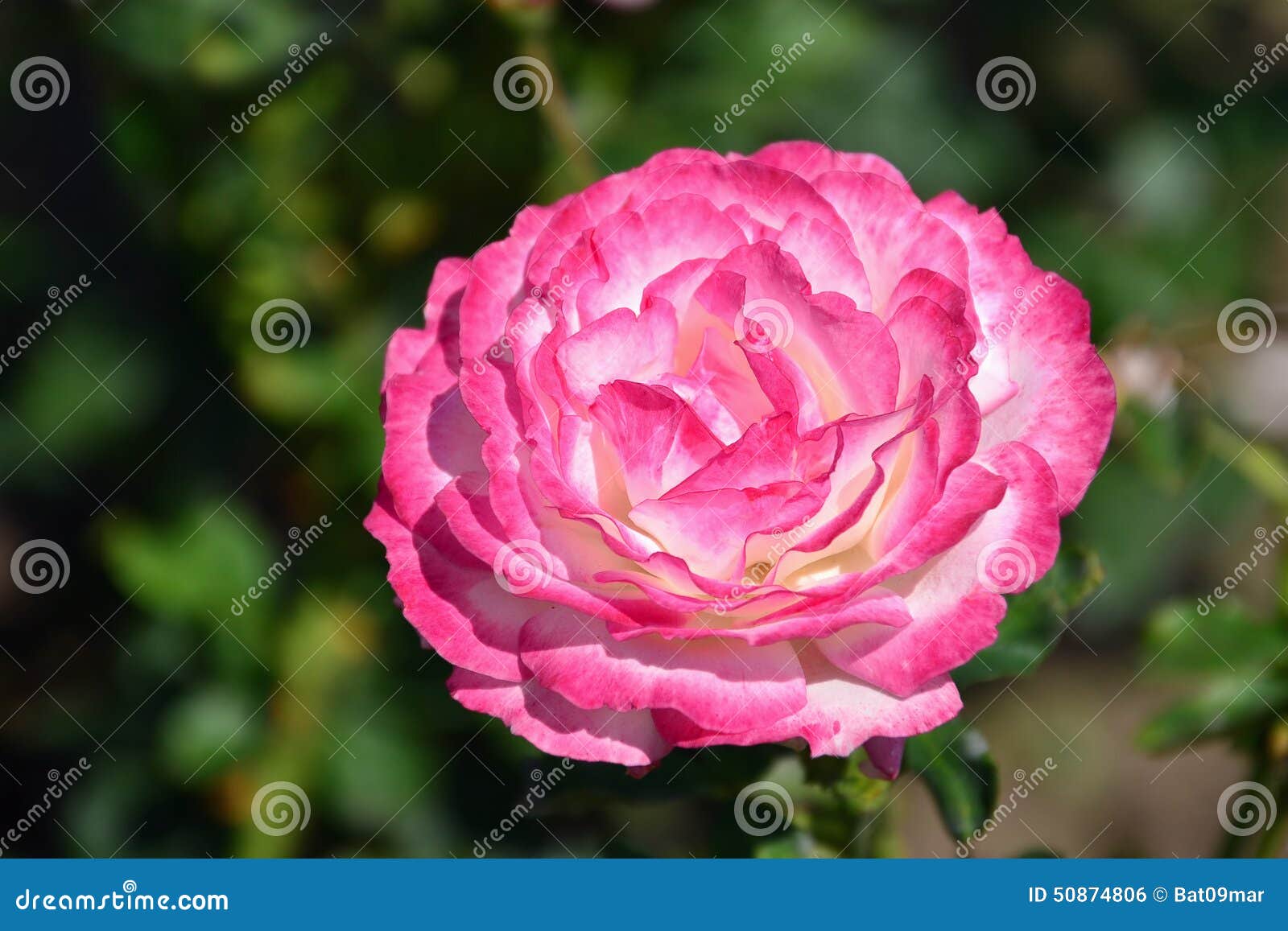 Pink Magenta Rose in the Garden Stock Photo - Image of nature, mother ...