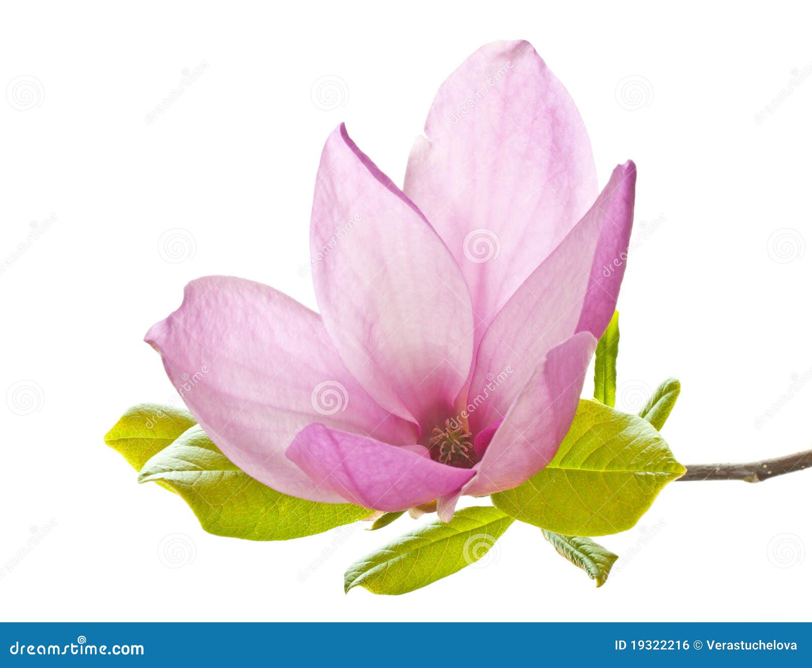 Pink magnolia stock photo. Image of detail, isolated - 19322216